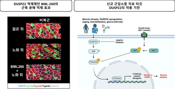 GIST team identifies key protein driving sarcopenia, paving way for new ...